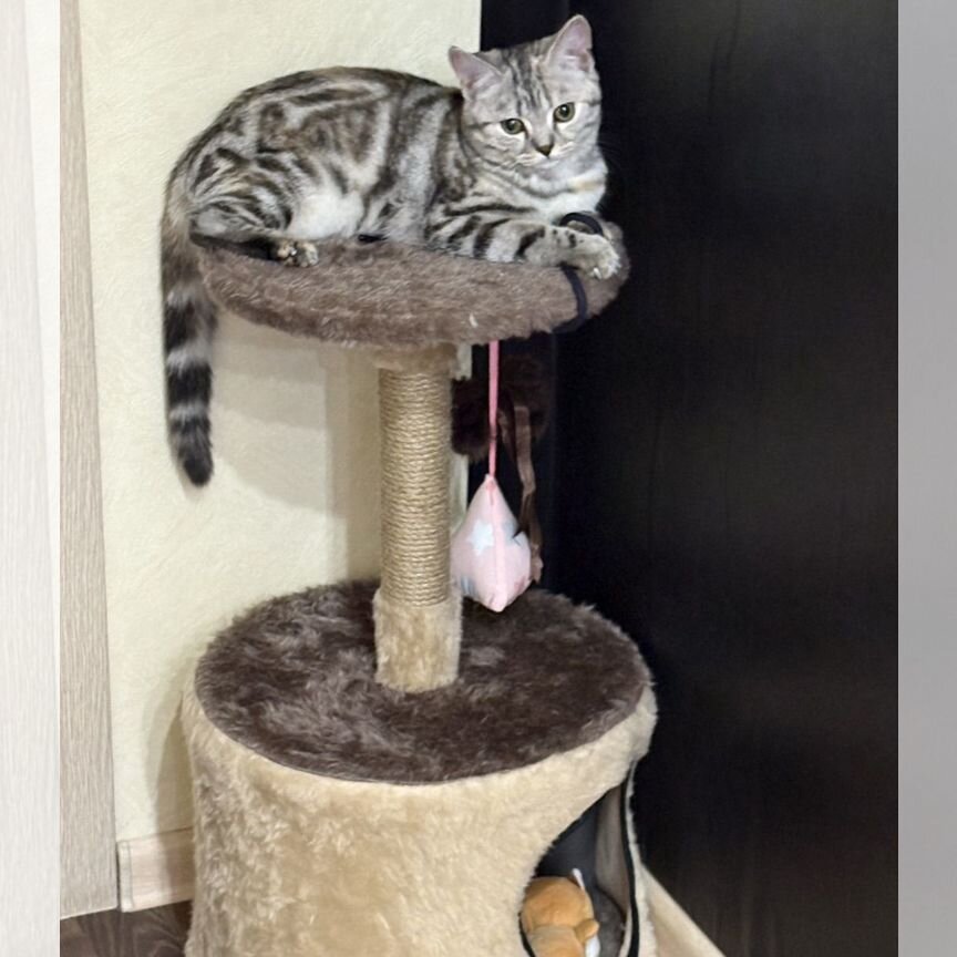 Шотландская прямоухая короткошёрстная кошка, вязка