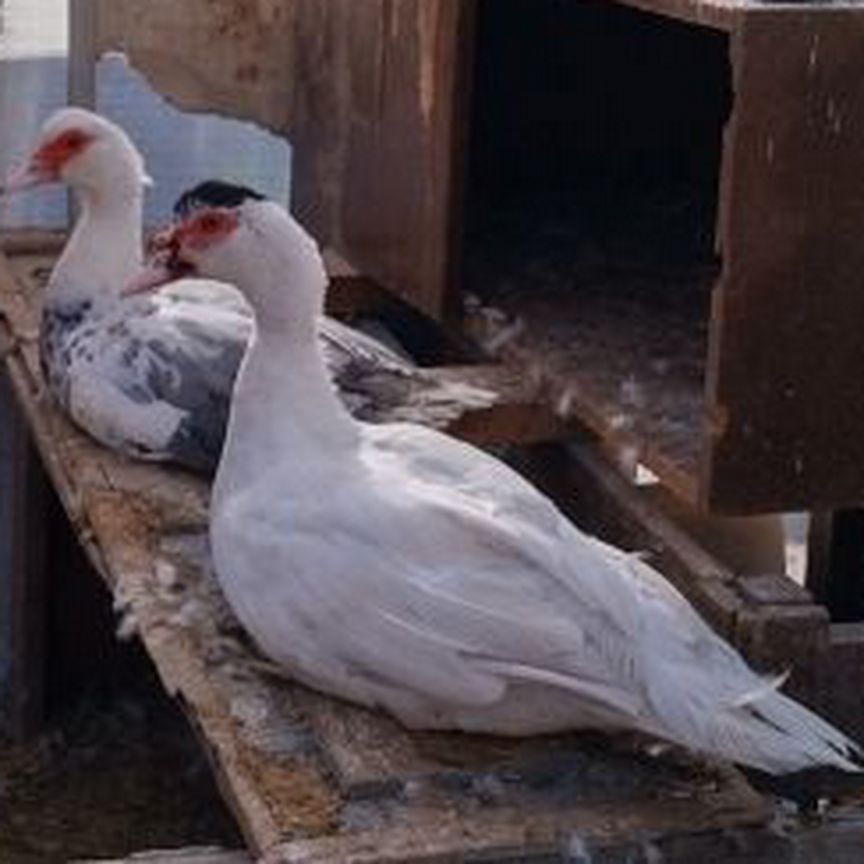 Мускусные утки