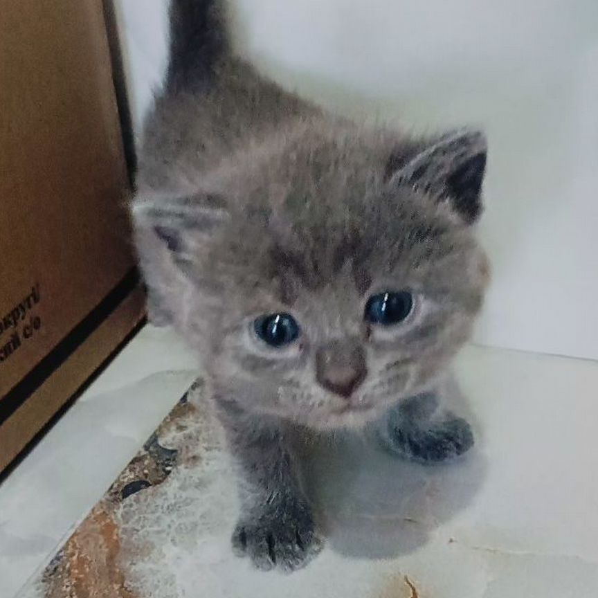 Шотландские пушистики