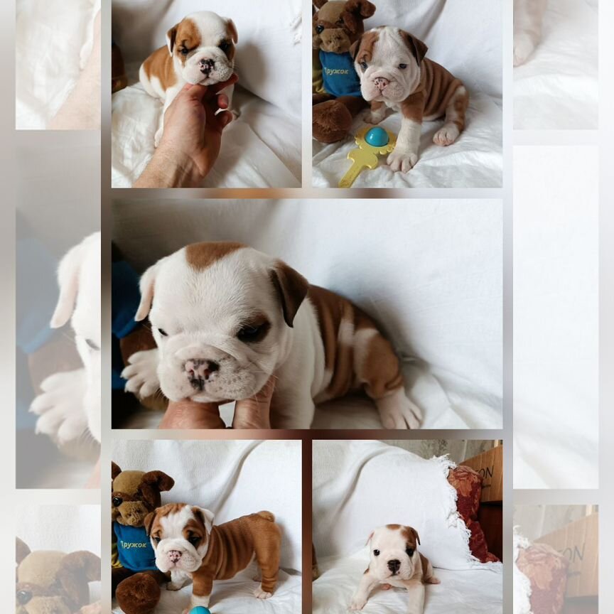 Английский бульдог, щенок