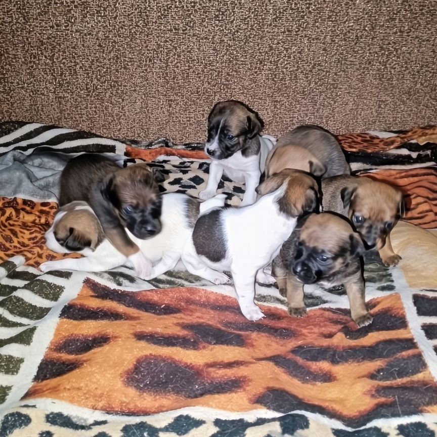 Джек-рассел-терьер, щенок