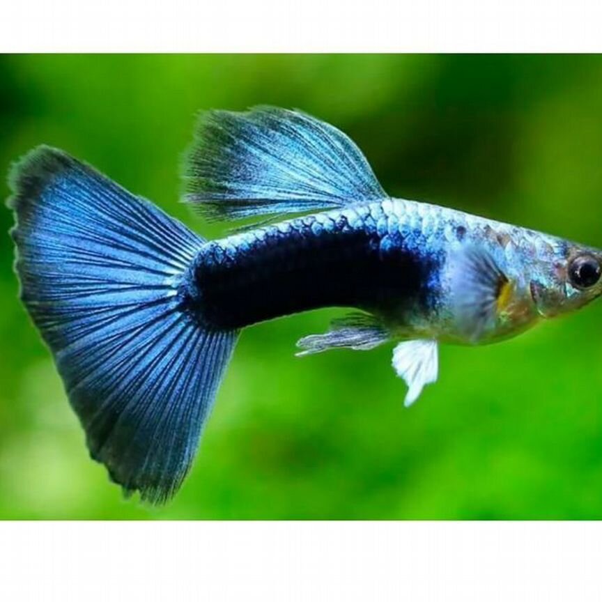 Рыбки гуппии