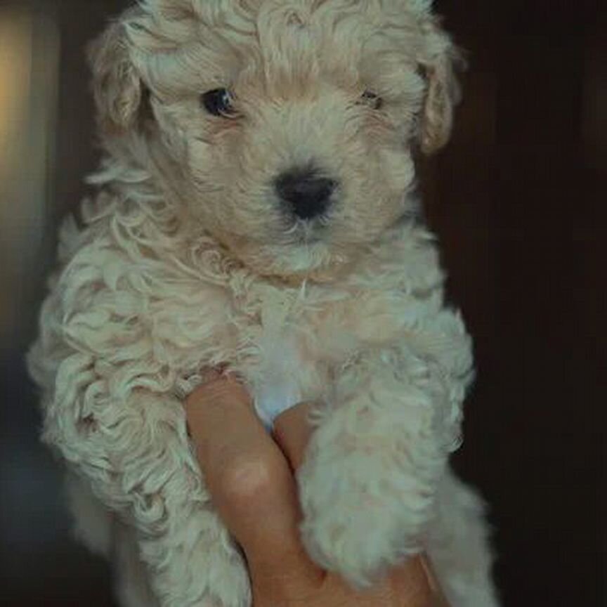 Продаю щенка Мальтипу,мальчик