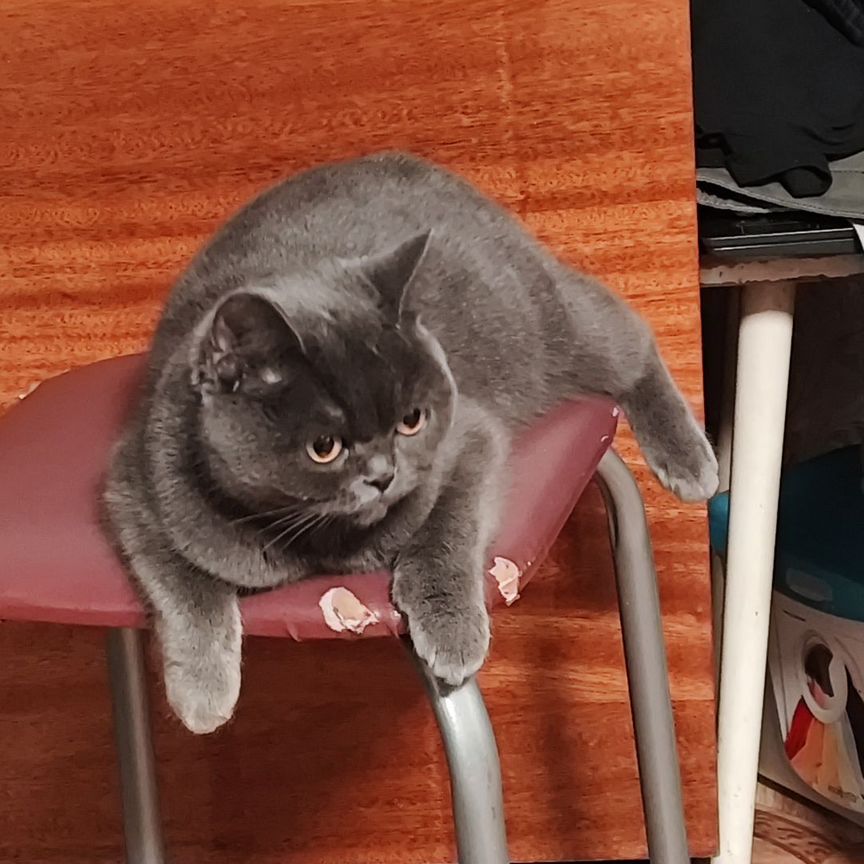 Домик для кошки