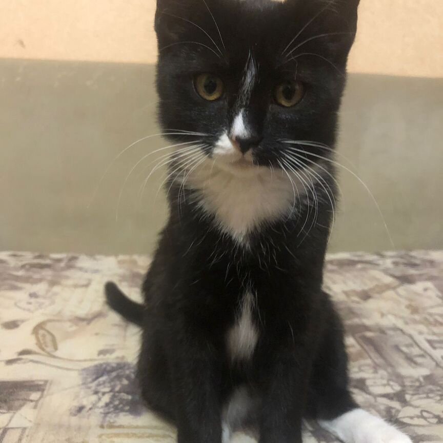 Отдам кошечку в добрые руки