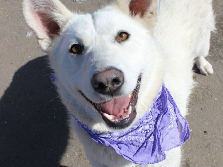 Белоснежная Супра ищет дом