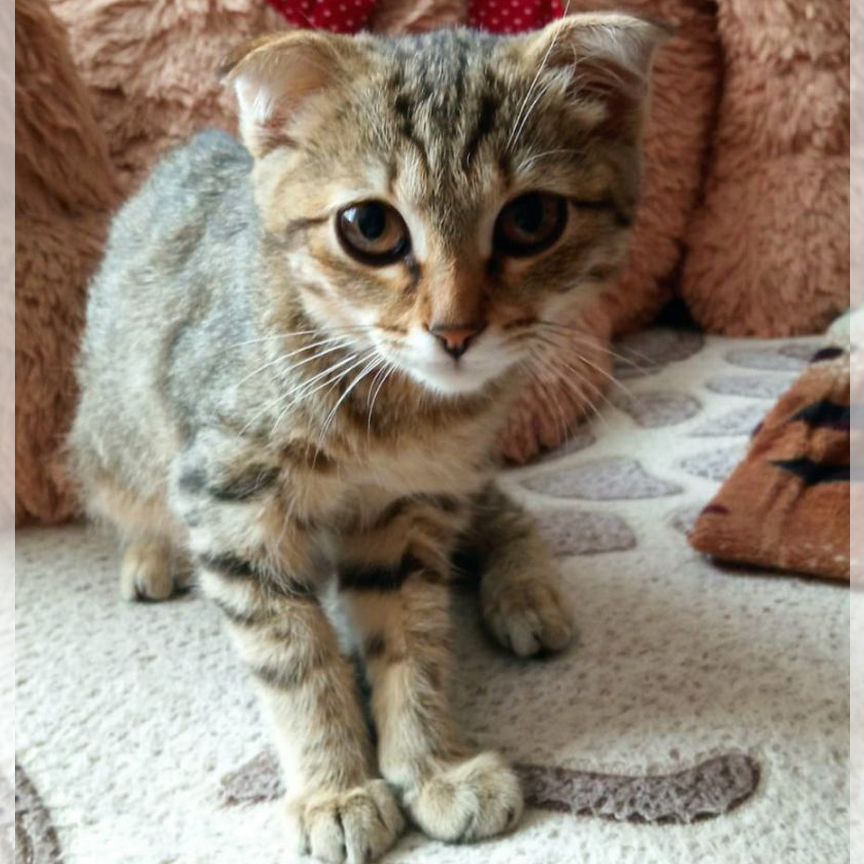 Котенок. Волгоград. среди собак.Ищем ручки
