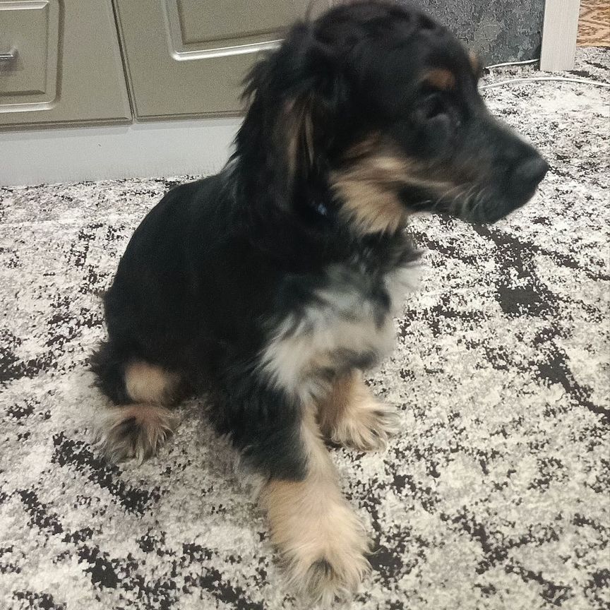 Английский кокер-спаниель, щенок