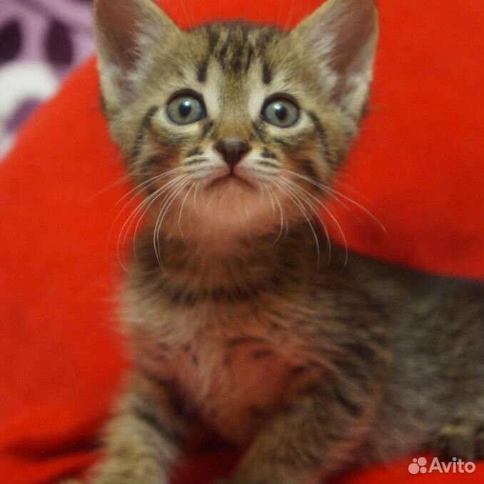 Котеночек-полосатик в добрые ручки