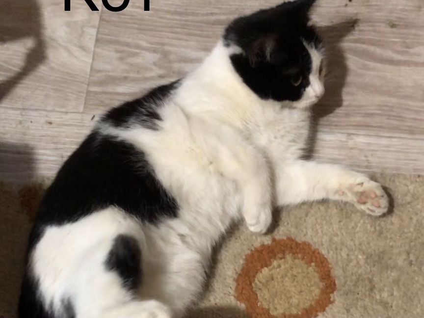 Котики в добрые ручки