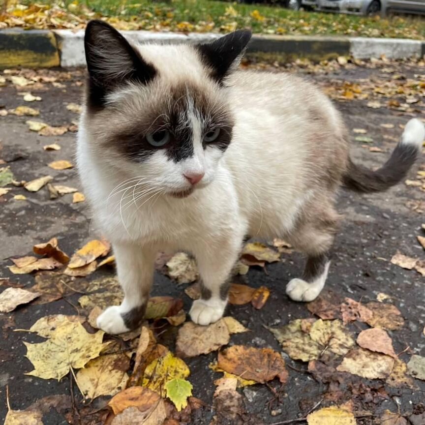 Кошечка ищет дом