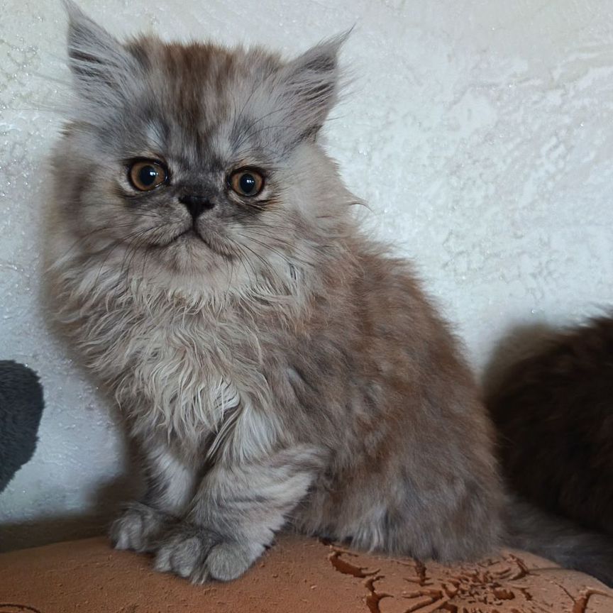 Персидский котёнок