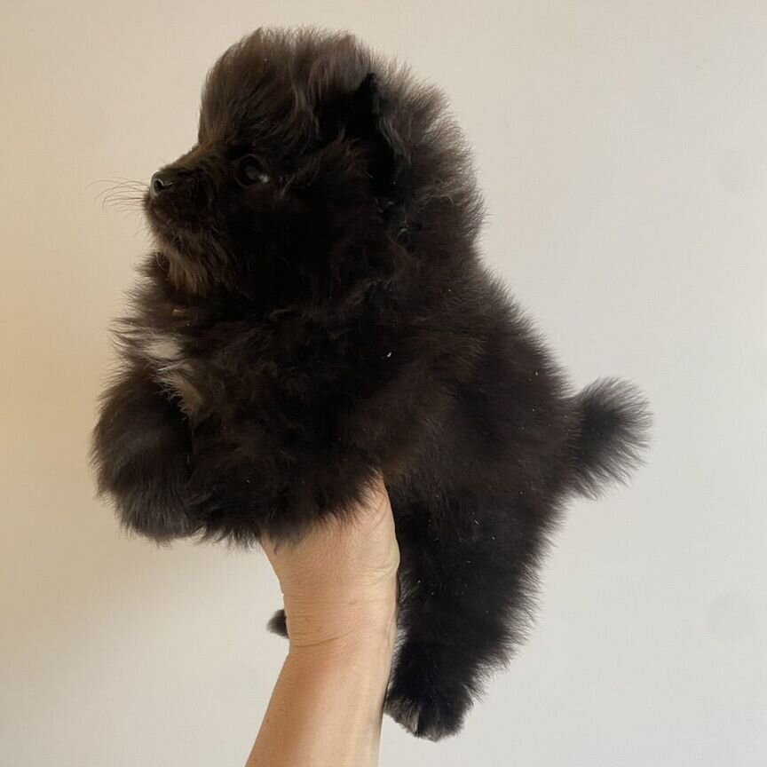 Померанский шпиц мини мальчик