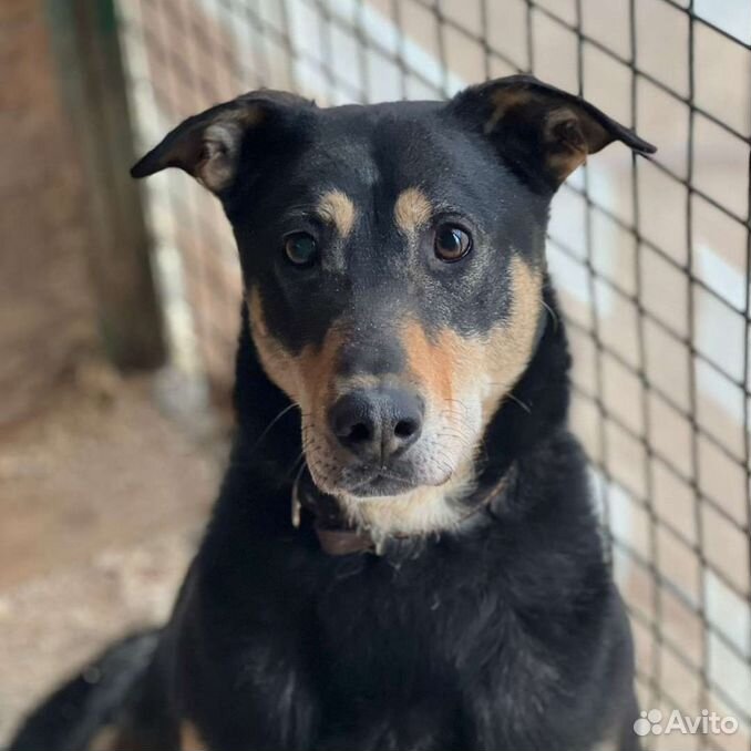 Молодой и озорной Лекс в добрые руки