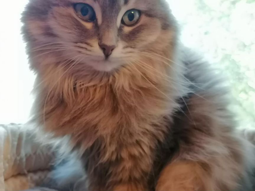 Кошечка