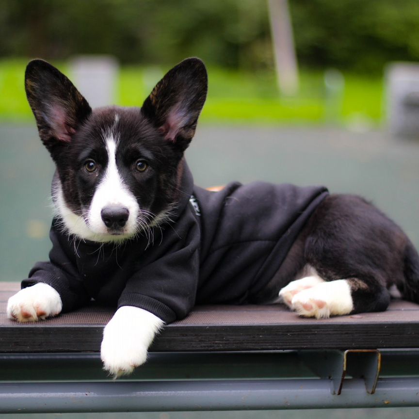 Мальчик Вельш Корги Кардиган