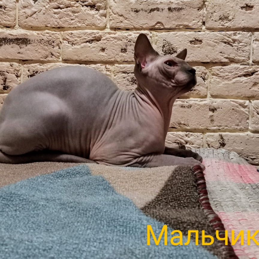 Канадский сфинкс