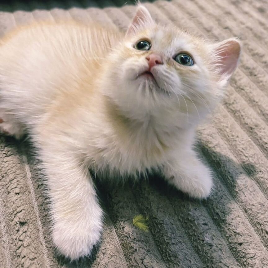 Котенок девочка в добрые руки