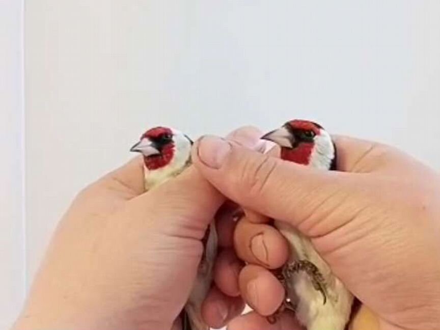 Продам крупных щеглов