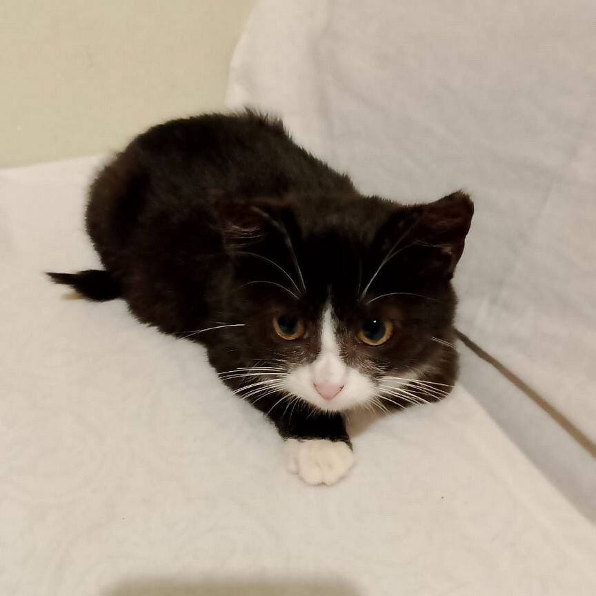 Котенок в добрые руки