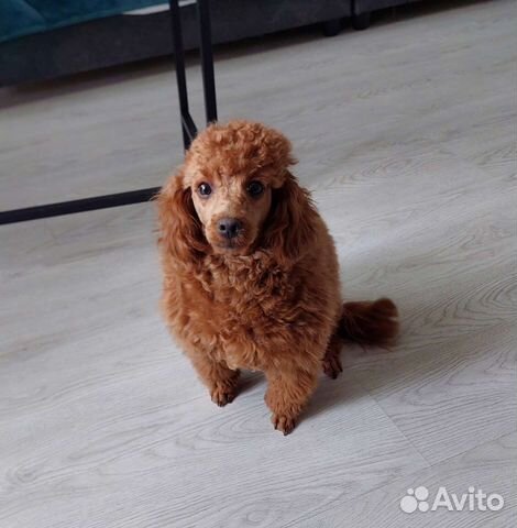 Той-пудель мальчик подросток