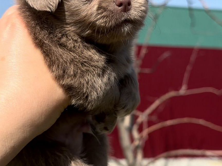 Лиловый шенок