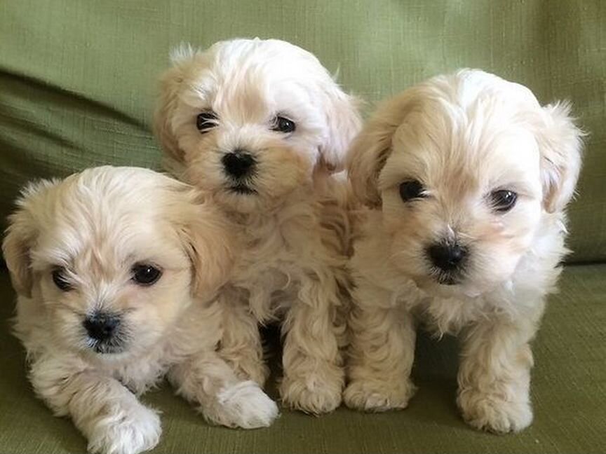 Мальтипу крошки мини