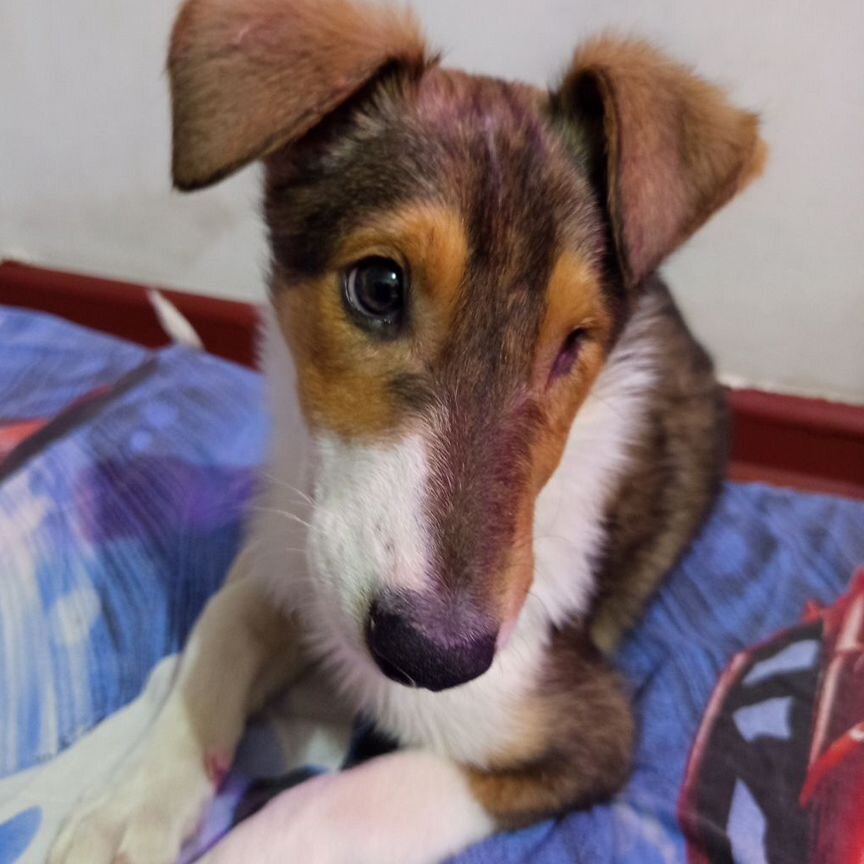 Щенок в добрые руки