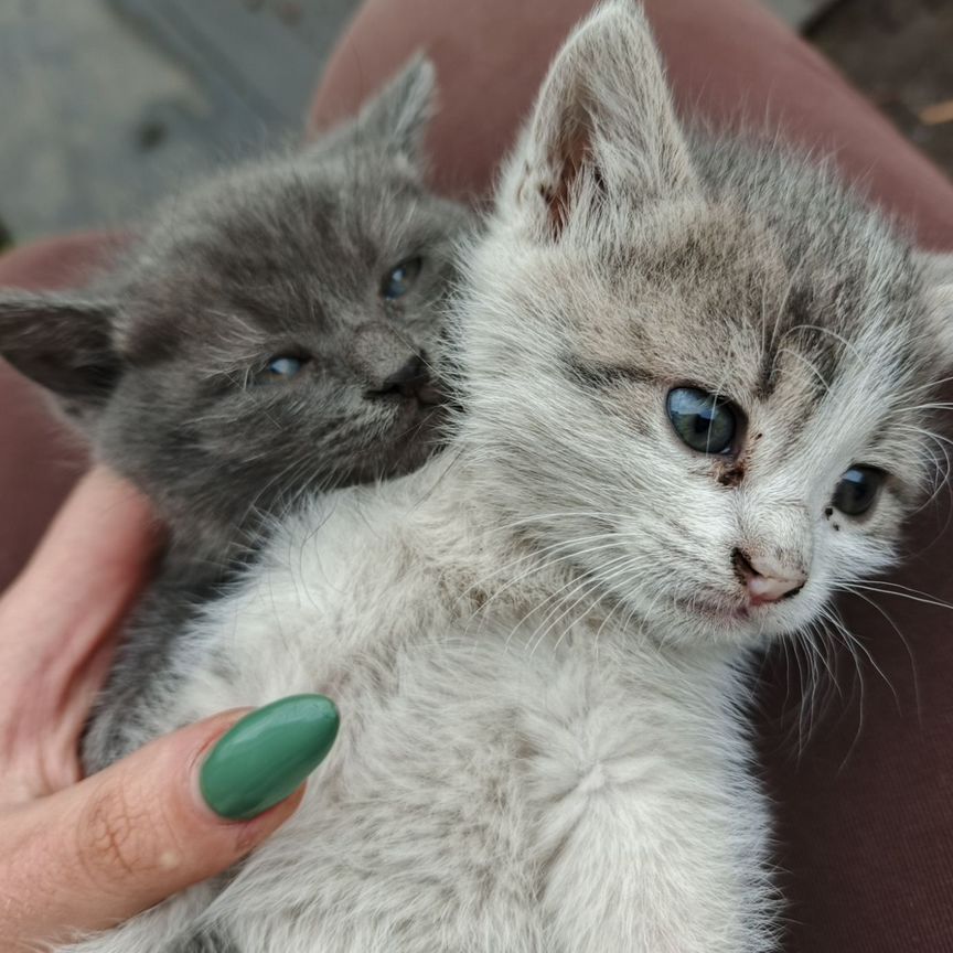 Отдам бесплатно котят, двум мальчикам второй месяц