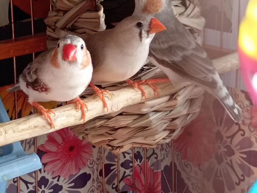 Зебровые амадины