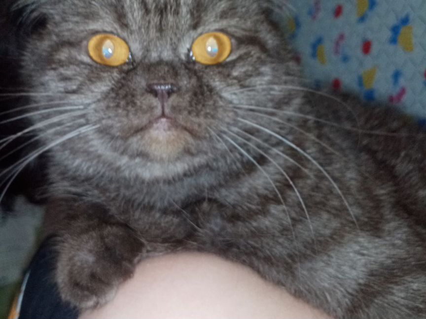 Кошка шотландка