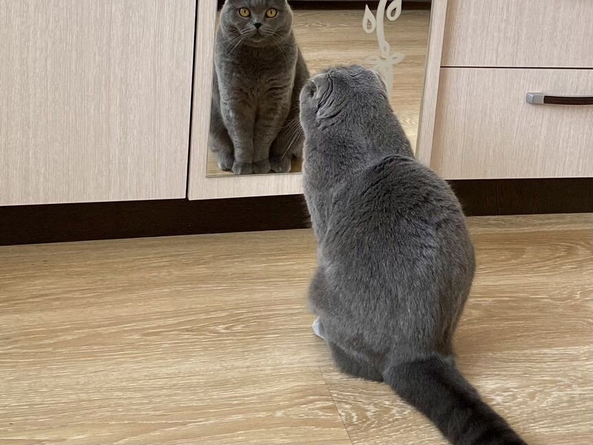 Шотландская вислоухая кошка