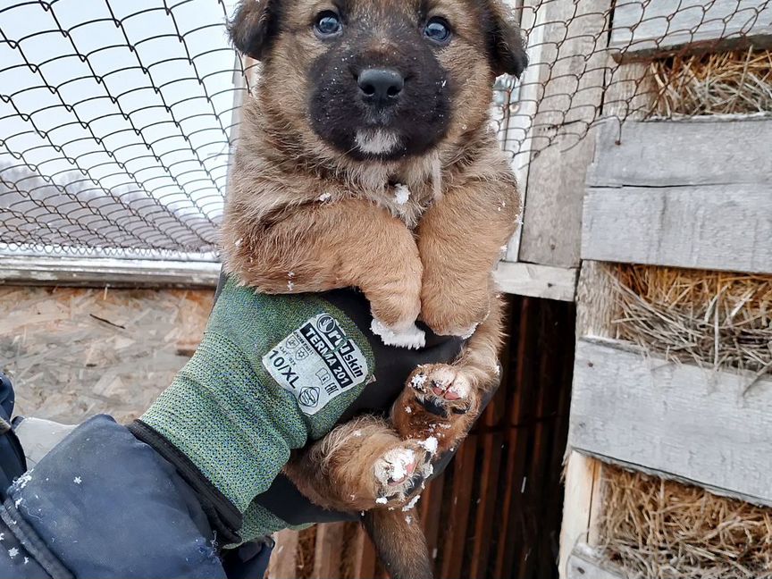 Щенки