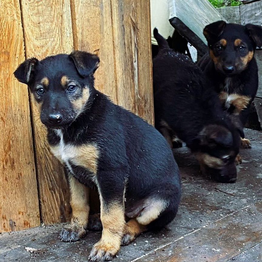 Щенки мальчики и девочки