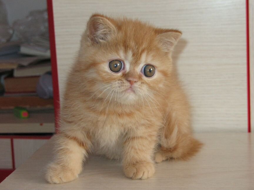 Котик