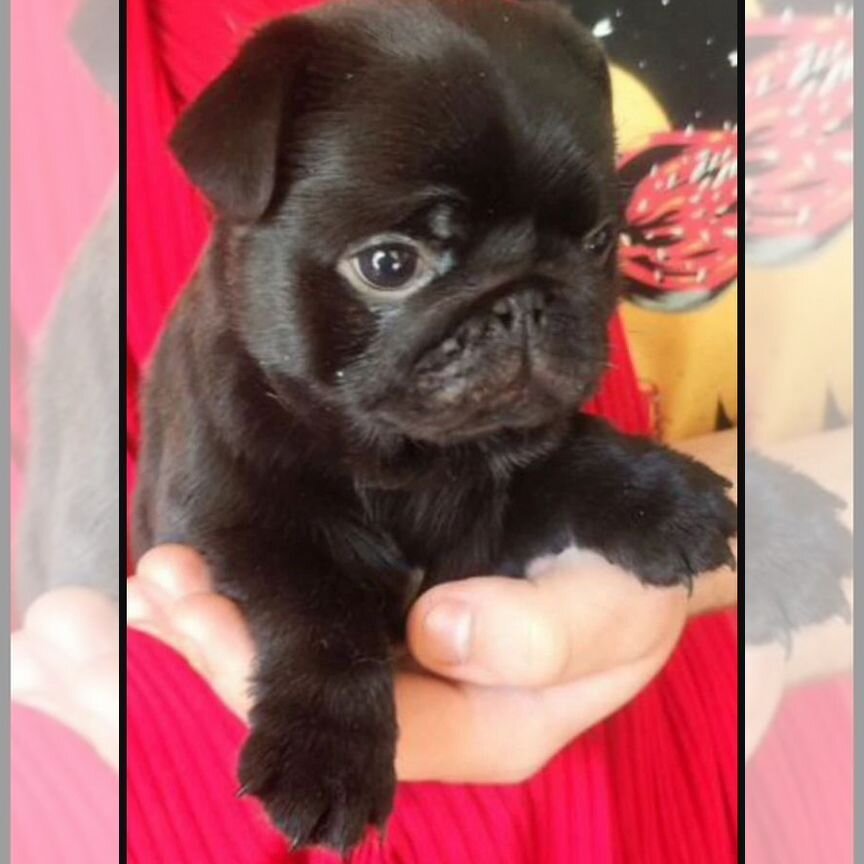 Мопс, щенок