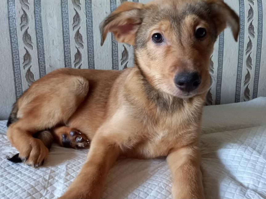 Рыжий мальчик, щенок 4 мес