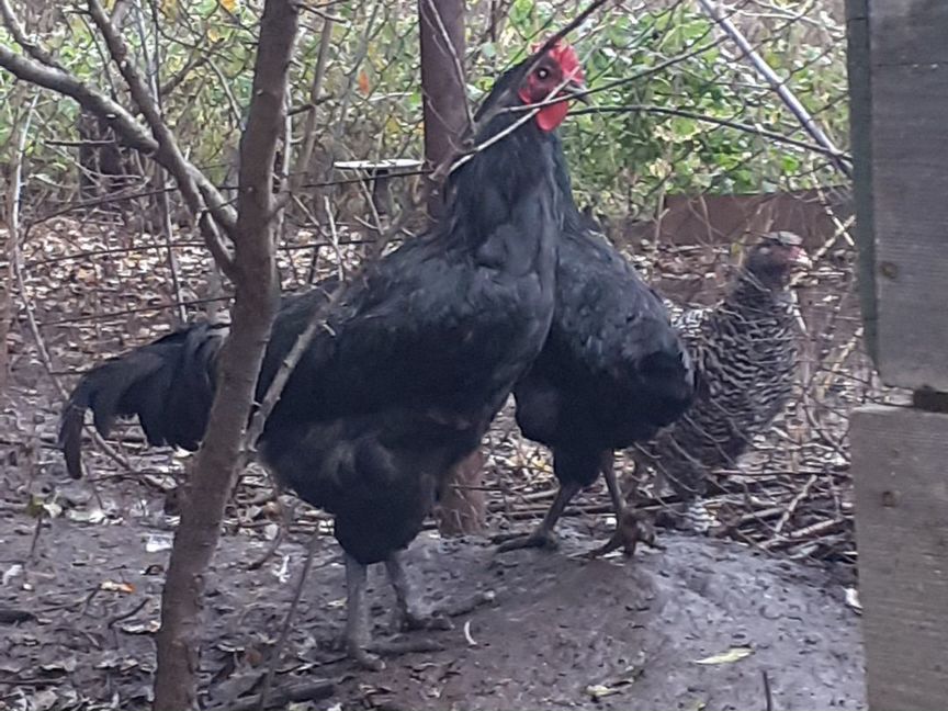 Куры джерсийский гигант