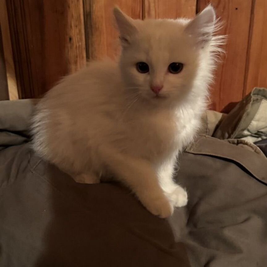 Отдам в добрые руки