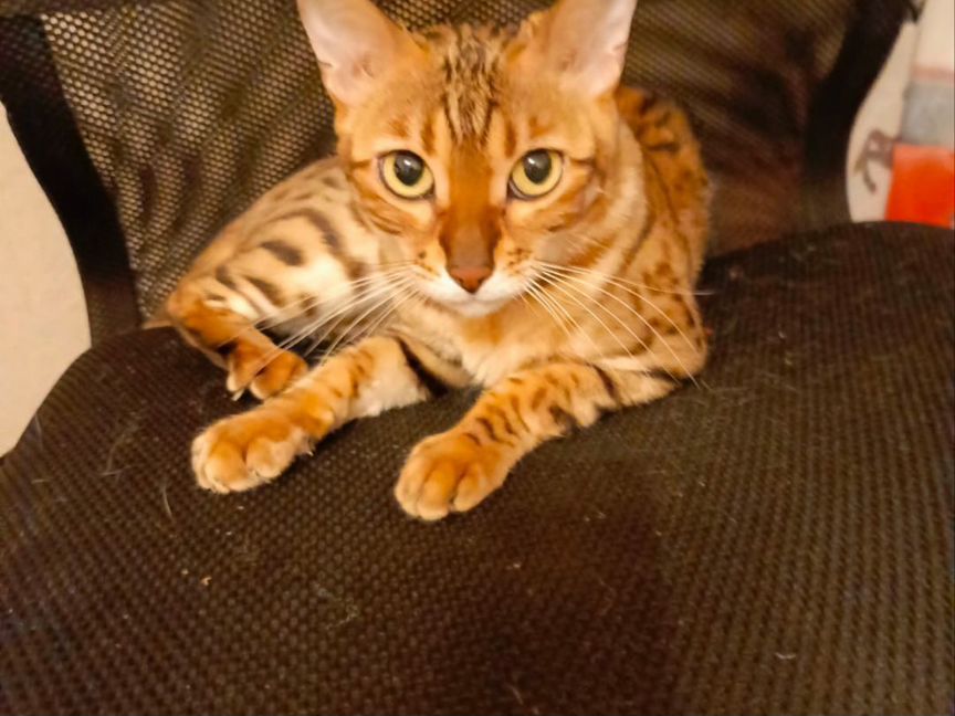 Бенгальская кошка