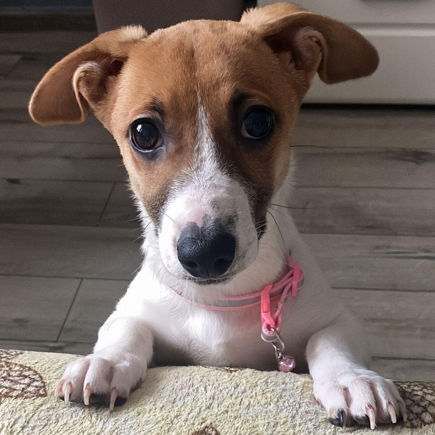 Джек-рассел-терьер, щенок