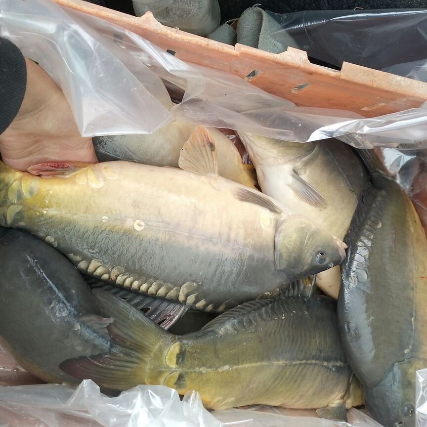 Свежая рыба карп