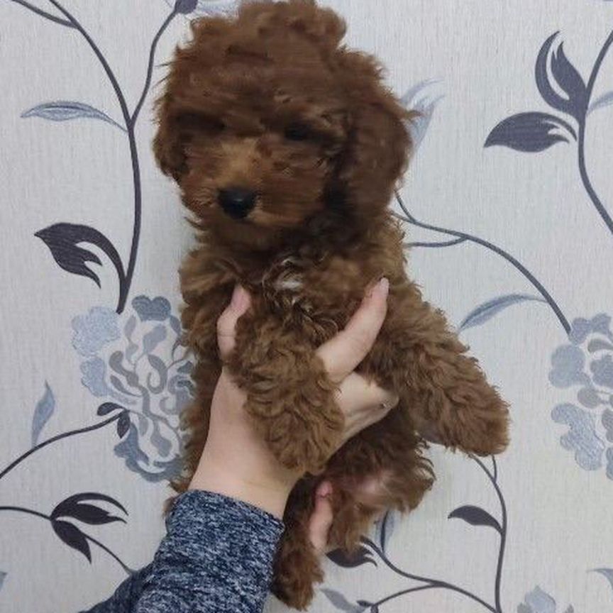 Мальтипу, щенок