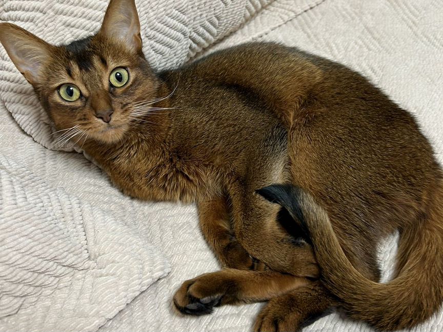 Абиссинская кошка бесплатно