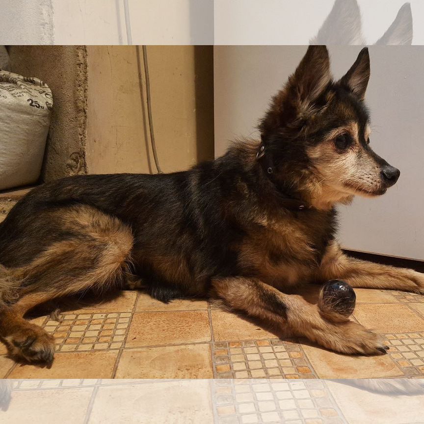 Взрослый пёс в добрые руки