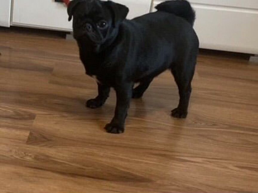 Мопс чудесные девочки