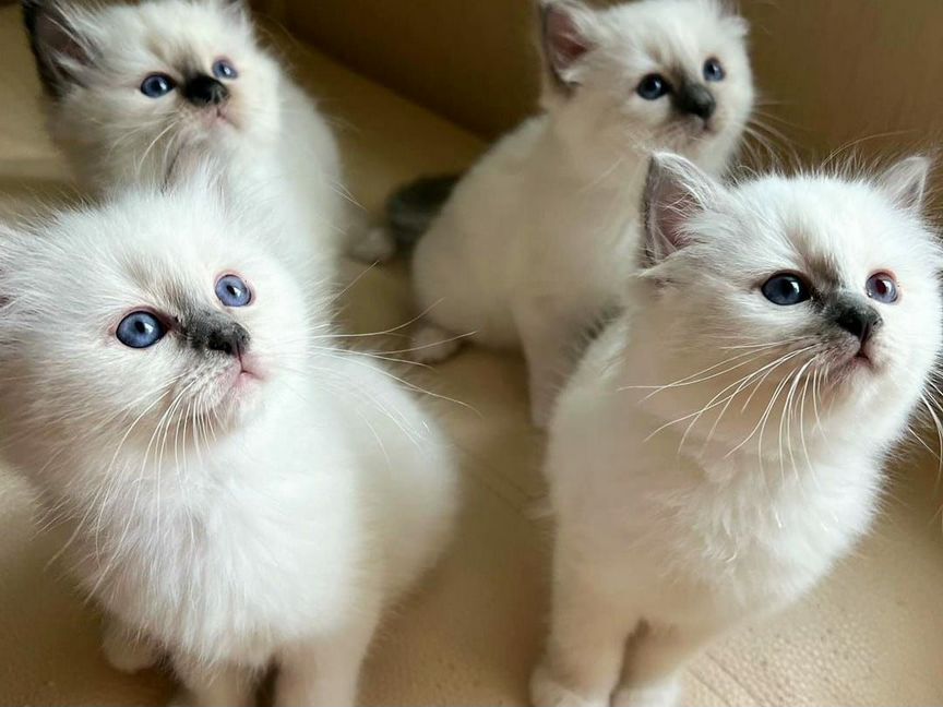 Невские котята