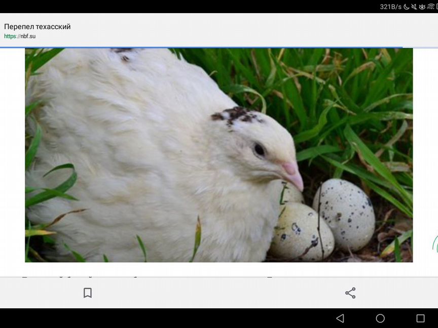 Техасский перепел