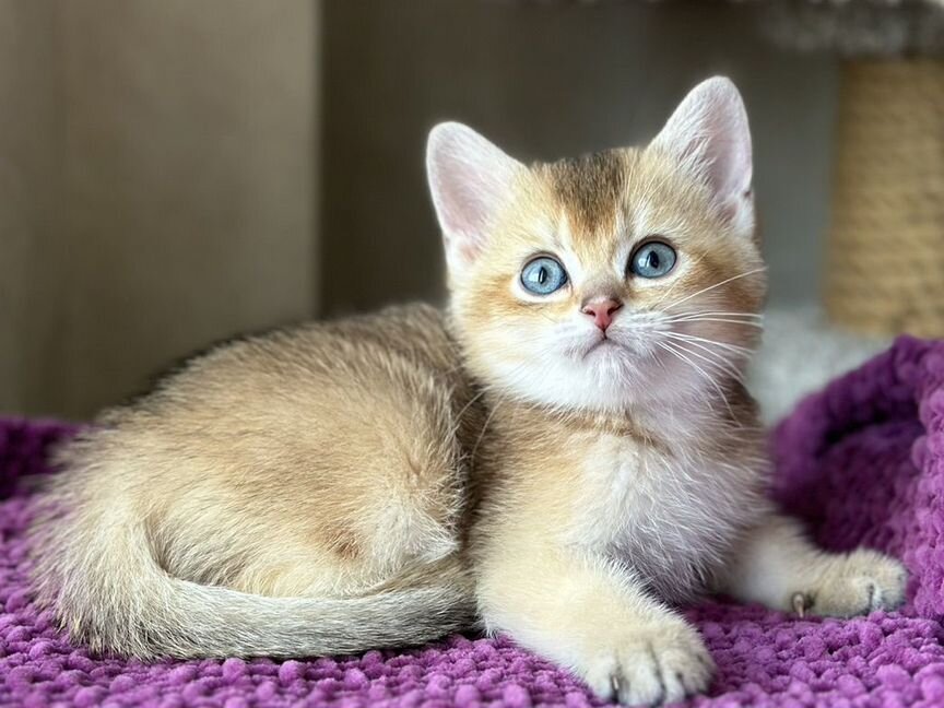 Харизматичный кот золотая шиншилла с синими