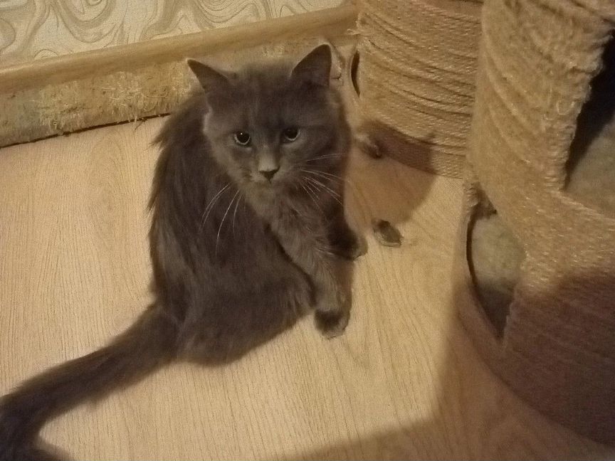 Добрейший Серёга потерял хозяина